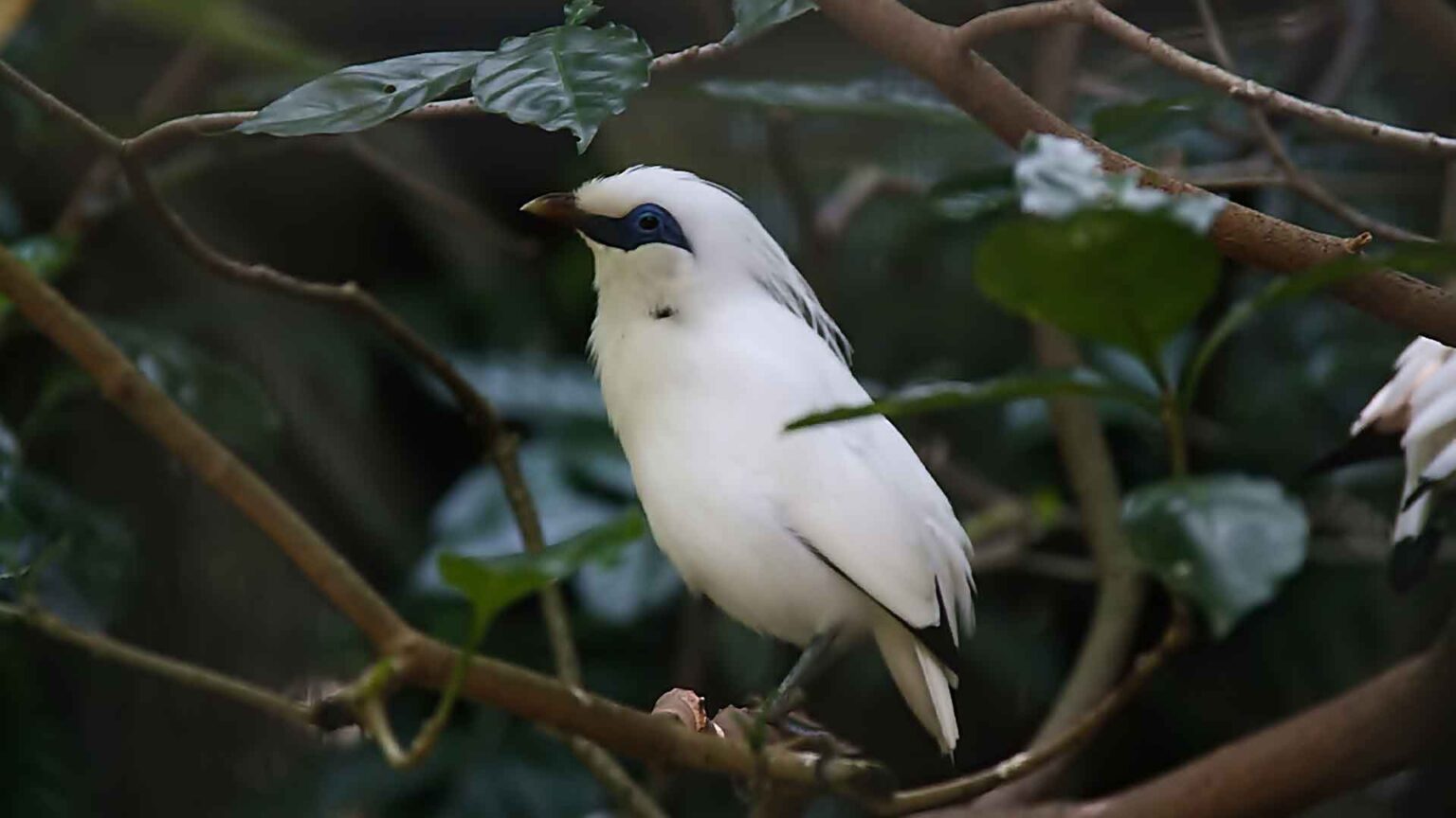 Bali Myna – Discover Bali’s Endangered Starling Bird - Bali Private Driver