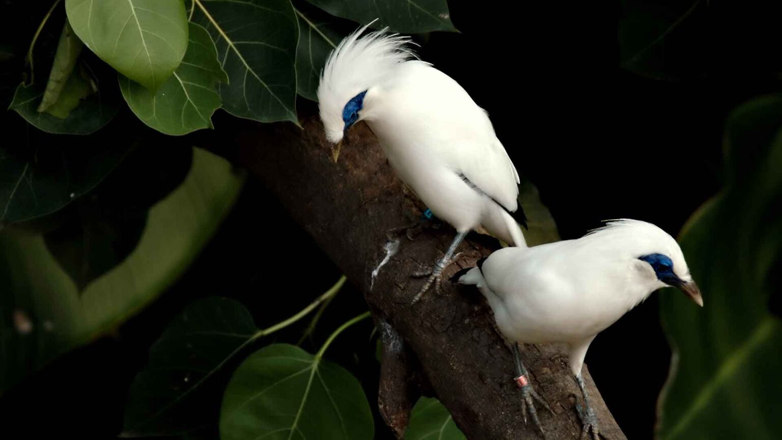 Bali Myna – Discover Bali’s Endangered Starling Bird - Bali Private Driver