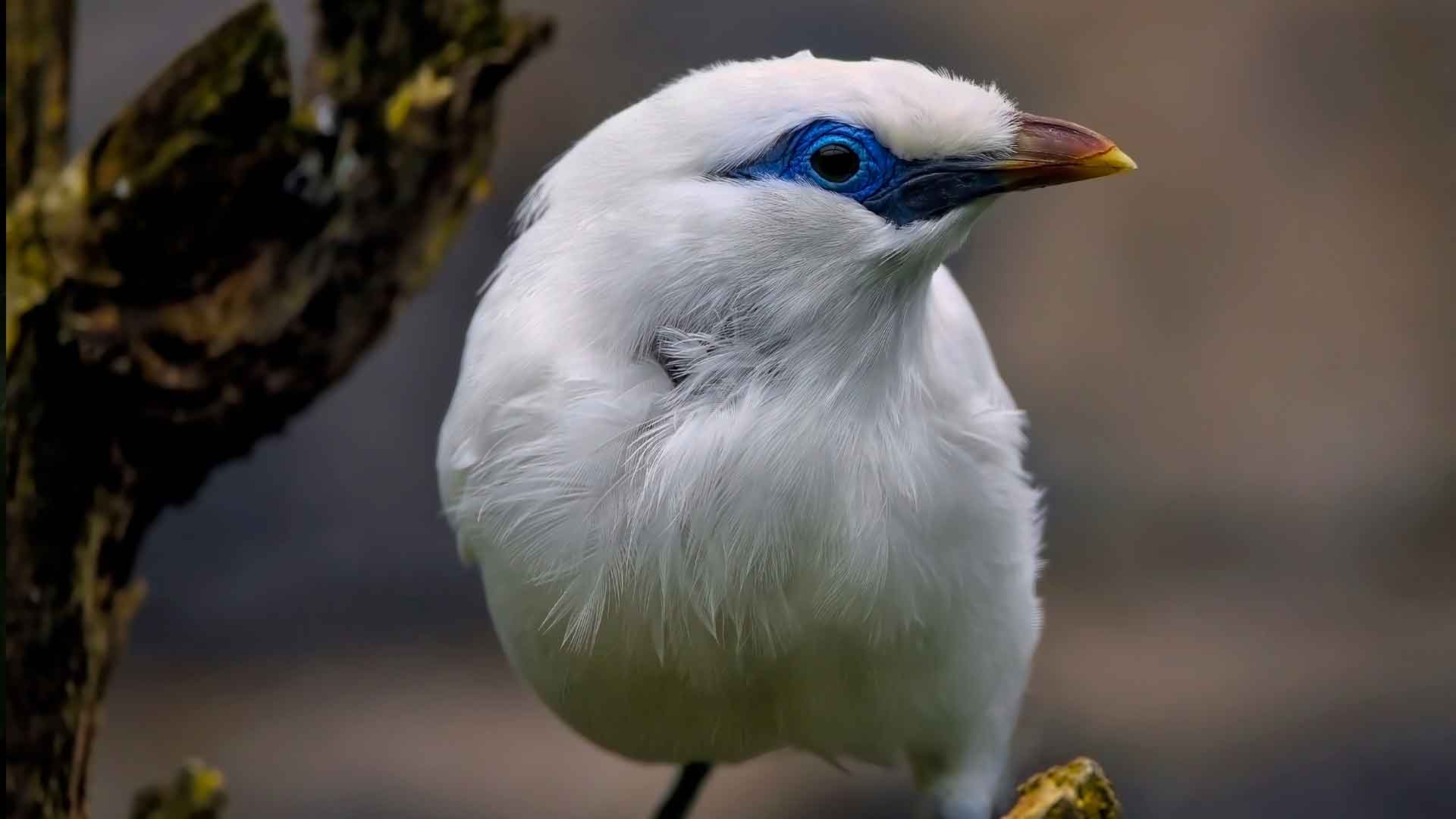 Bali Myna – Discover Bali’s Endangered Starling Bird - Bali Private Driver